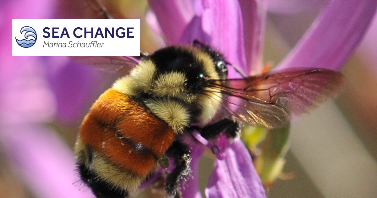 Sea Change: Making peace with insects