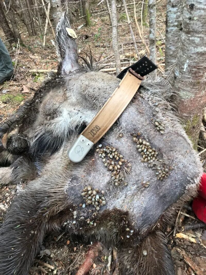 Conditions are perfect in the Maine woods for moose-killing ticks