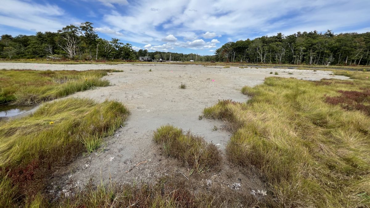 Spreading sand to save a salt marsh