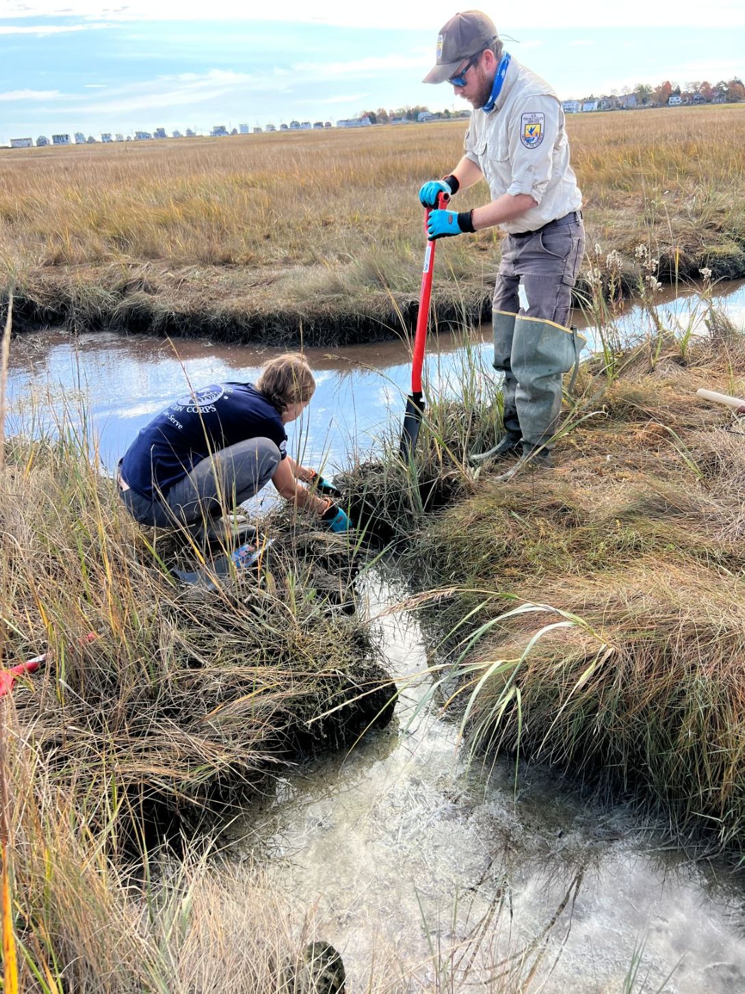 Spreading sand to save a salt marsh